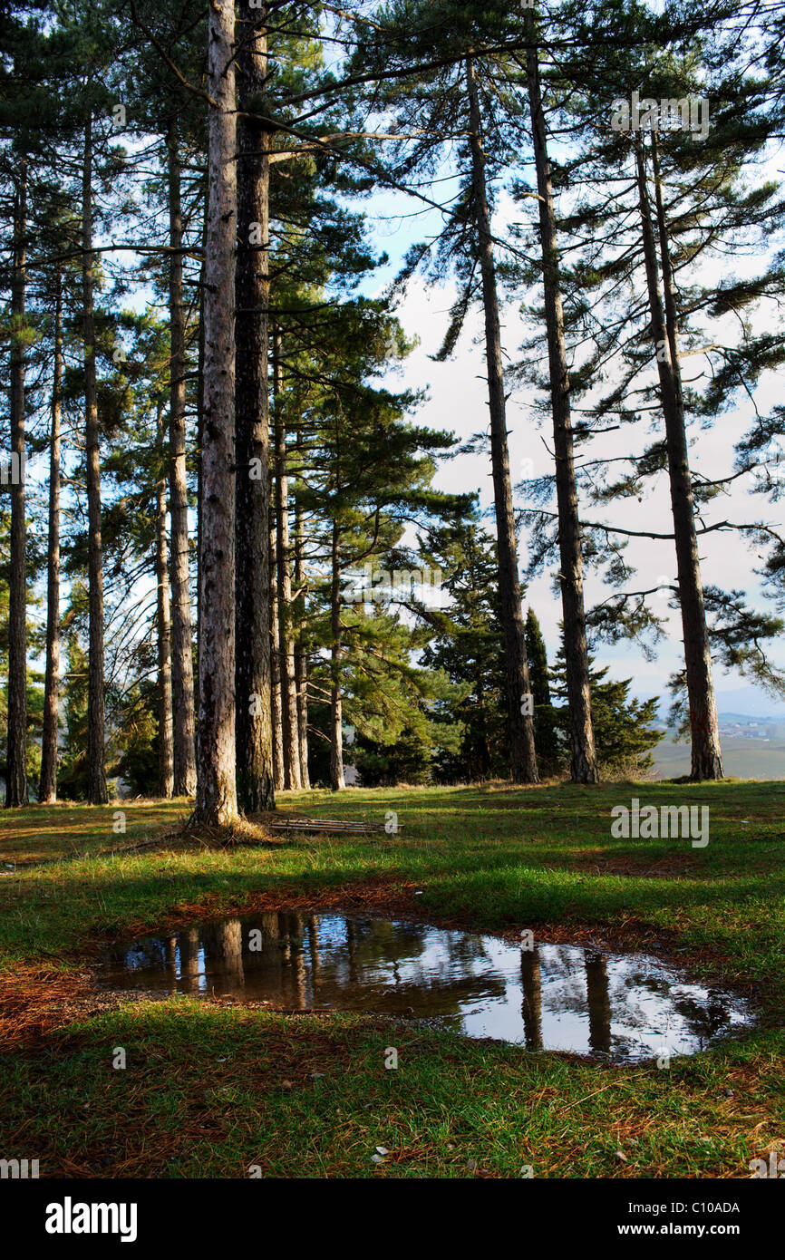 Large pine trees hi-res stock photography and images - Alamy