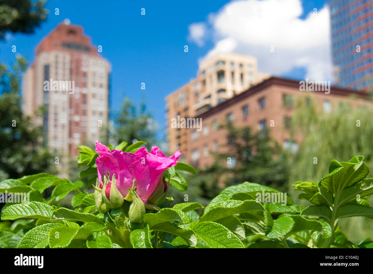 A flower alone against the skyscrapers Stock Photo - Alamy