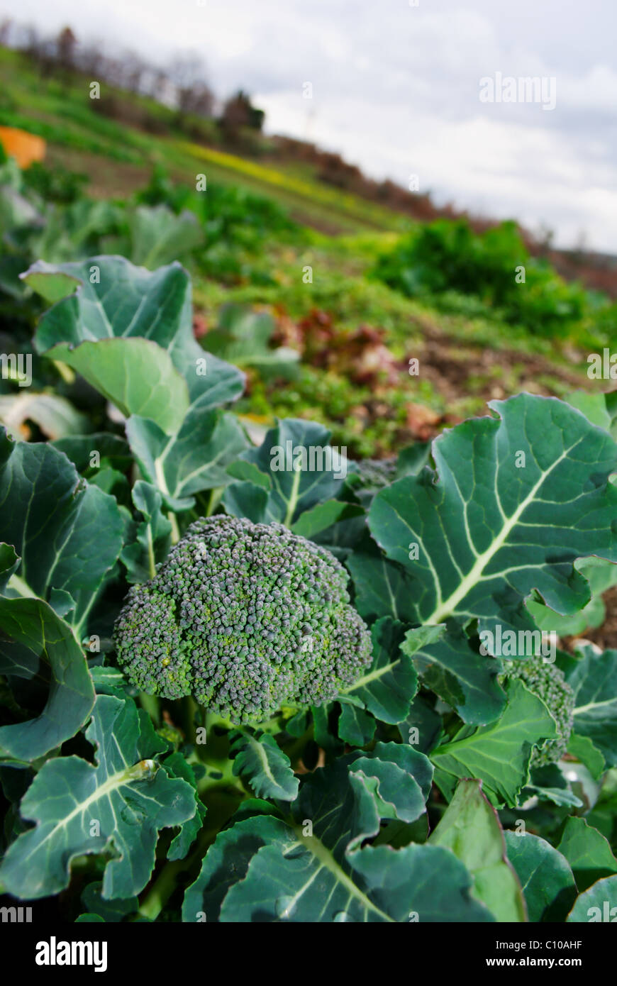 Large broccoli plant cultivated in the garden Stock Photo - Alamy