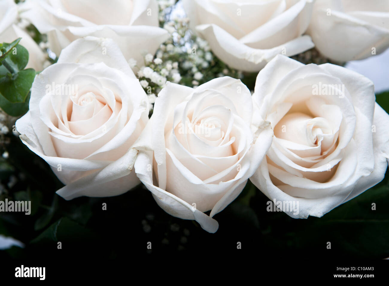 A close up of white roses Stock Photo - Alamy