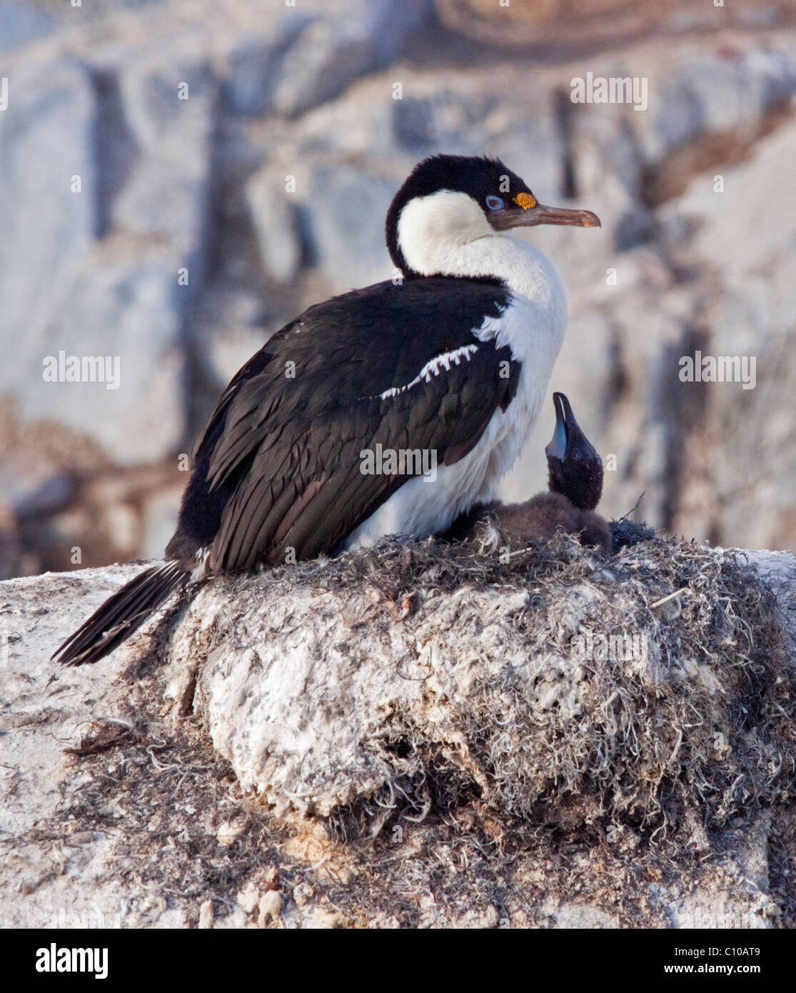 Cormorant chick hi-res stock photography and images - Alamy