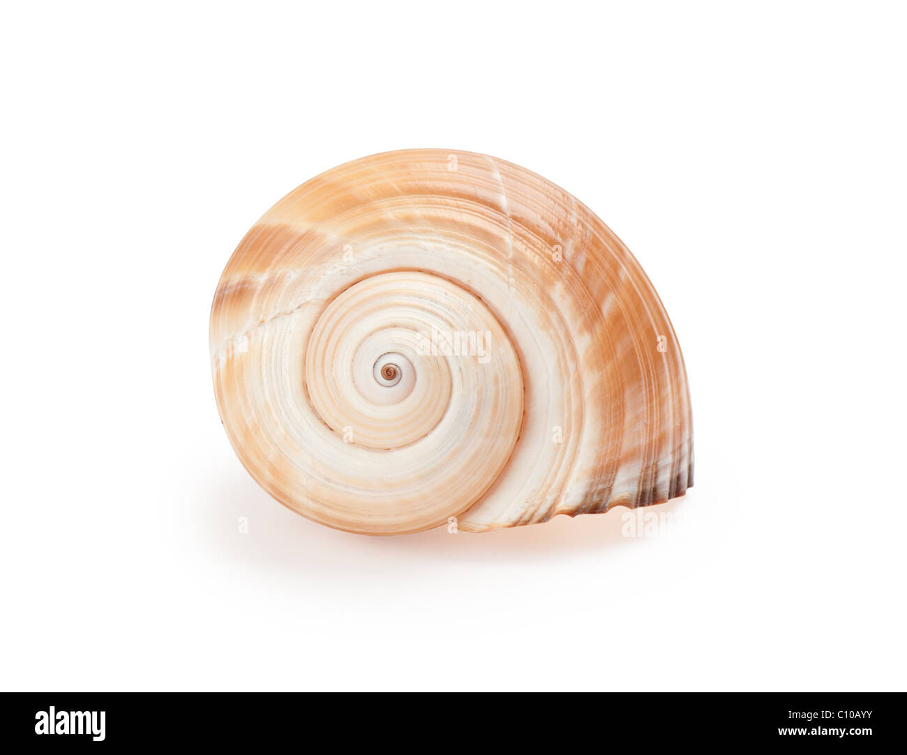 seashell on white background Stock Photo - Alamy