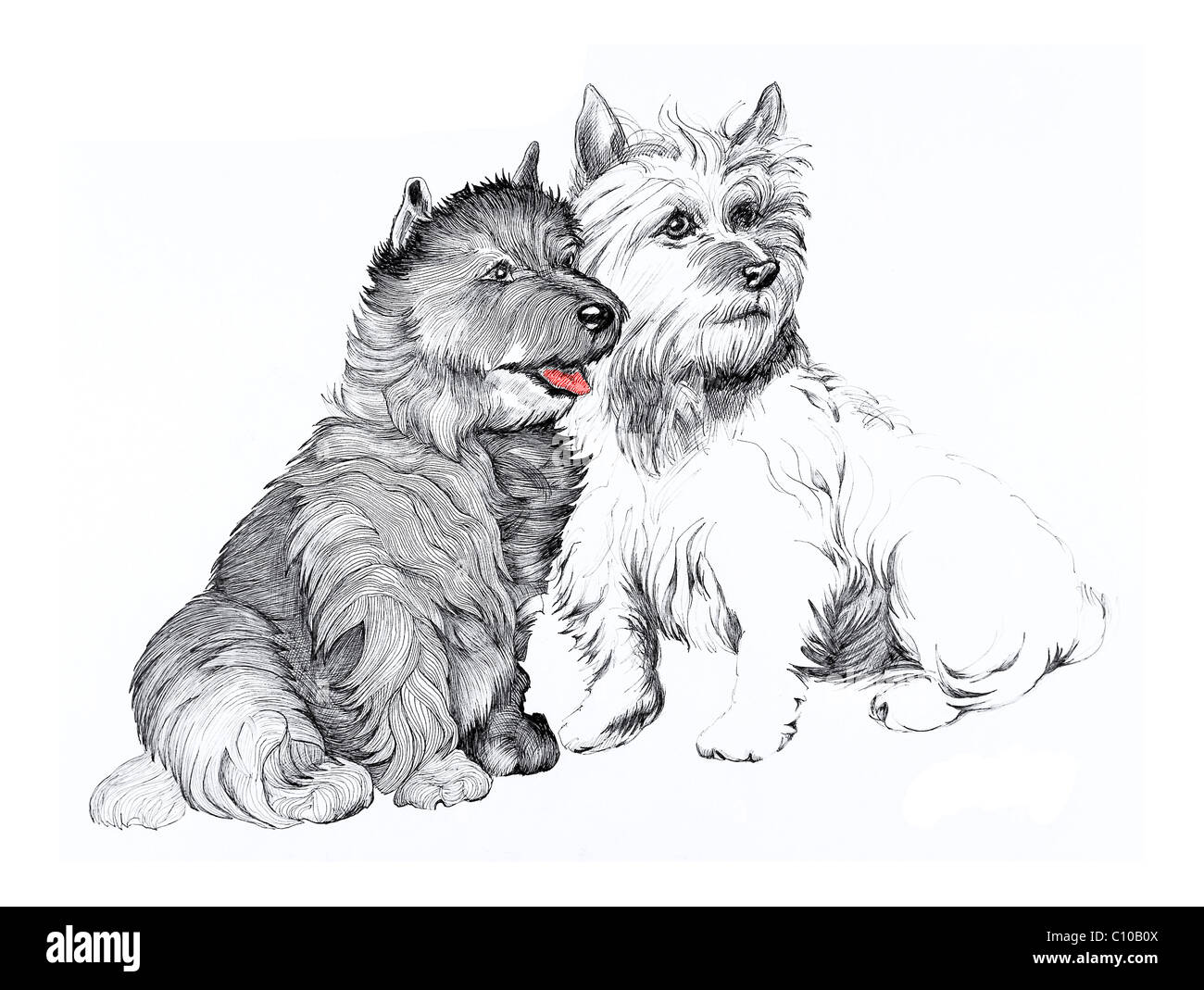 Scottie dogs hi-res stock photography and images - Alamy