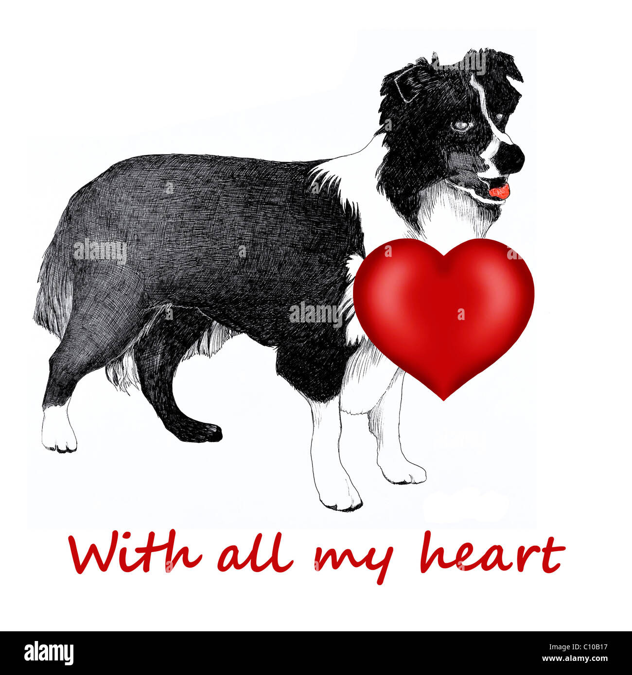 Border Collie dog with a red heart Stock Photo - Alamy