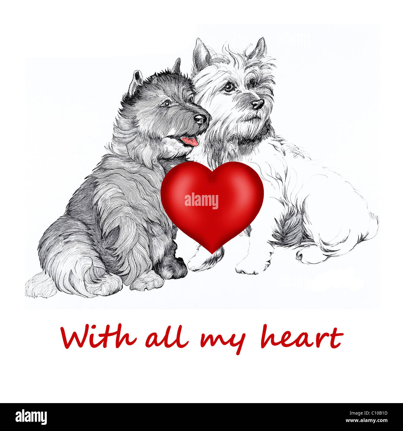 Scottish terrier aberdeen scottie hi-res stock photography and images ...