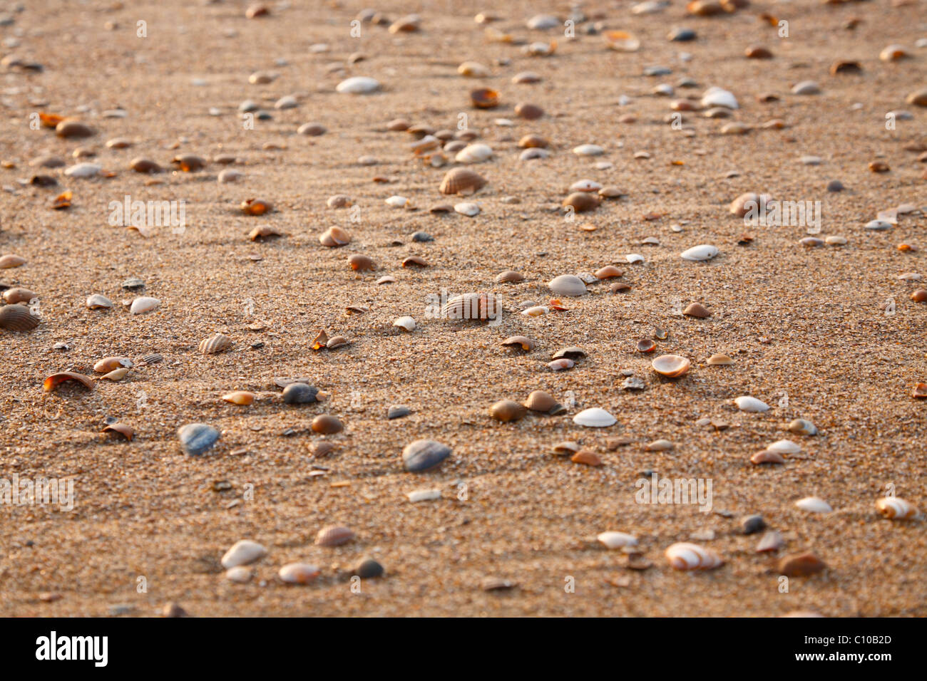 Washed up sea shells on the beach Stock Photo - Alamy