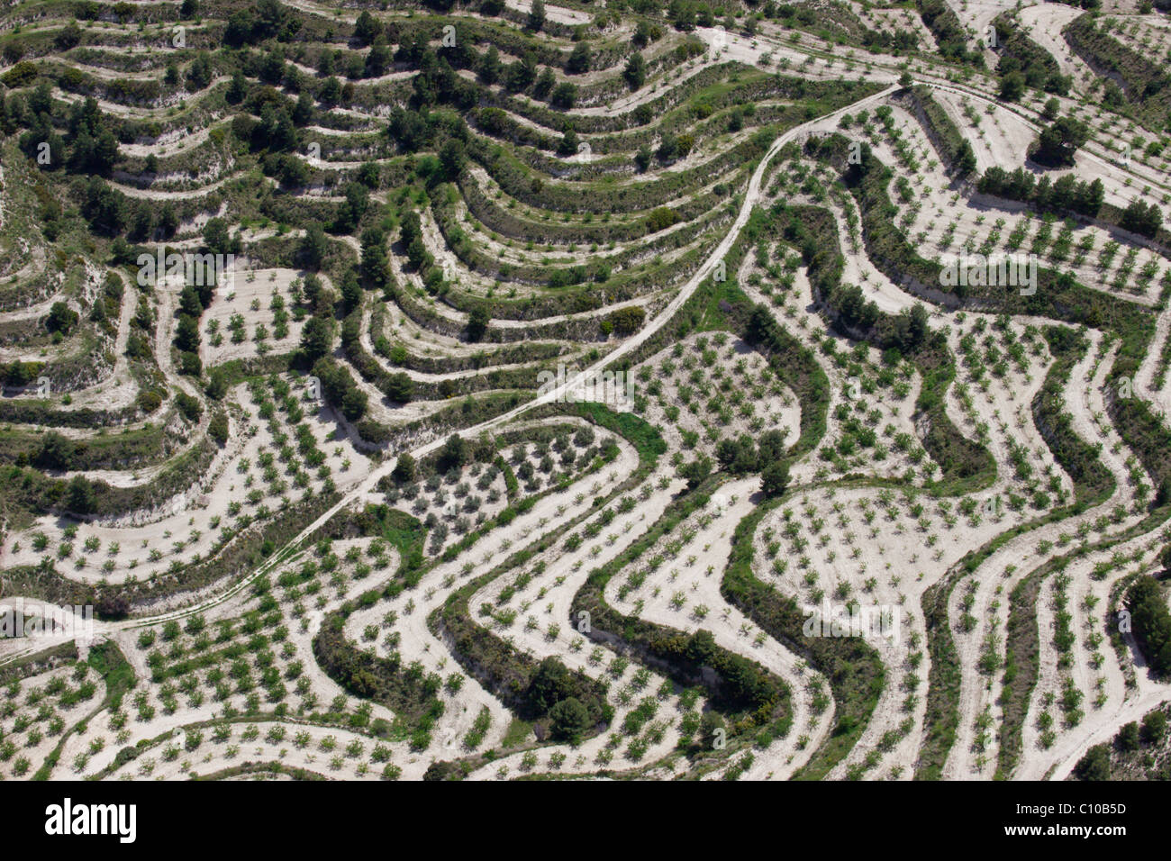 Spain terraced terraces olive grove orchard huerto garden farming Stock ...