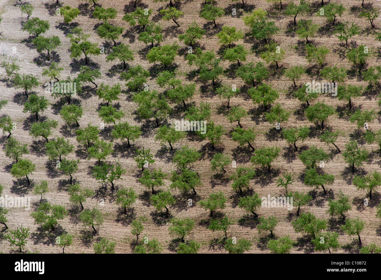 Spain agriculture patterns orchard fruit olives oranges almonds huerto ...