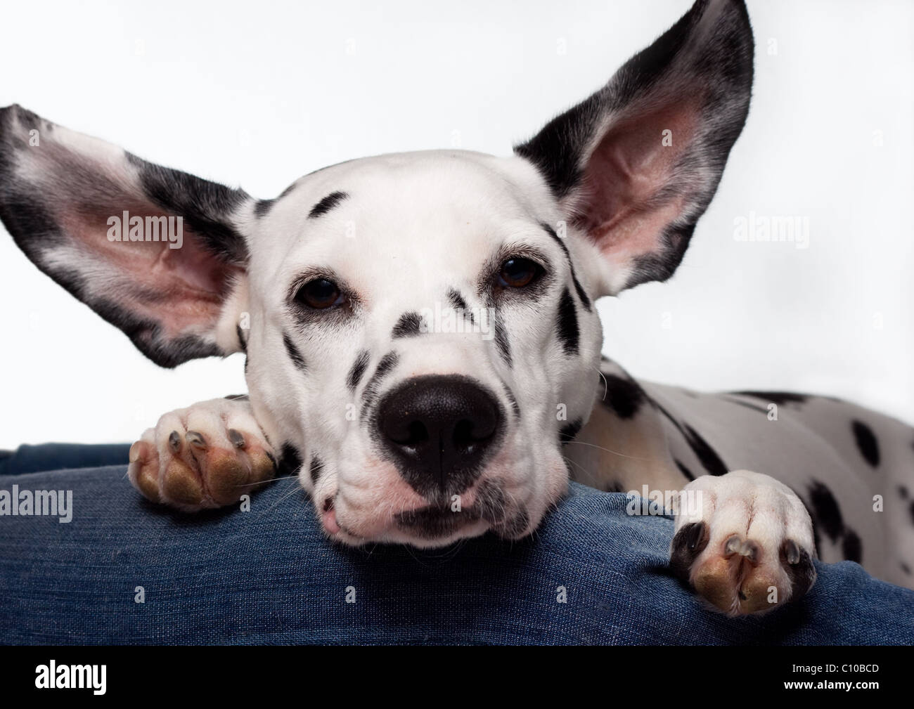 101 dalmatian dog hi-res stock photography and images - Alamy