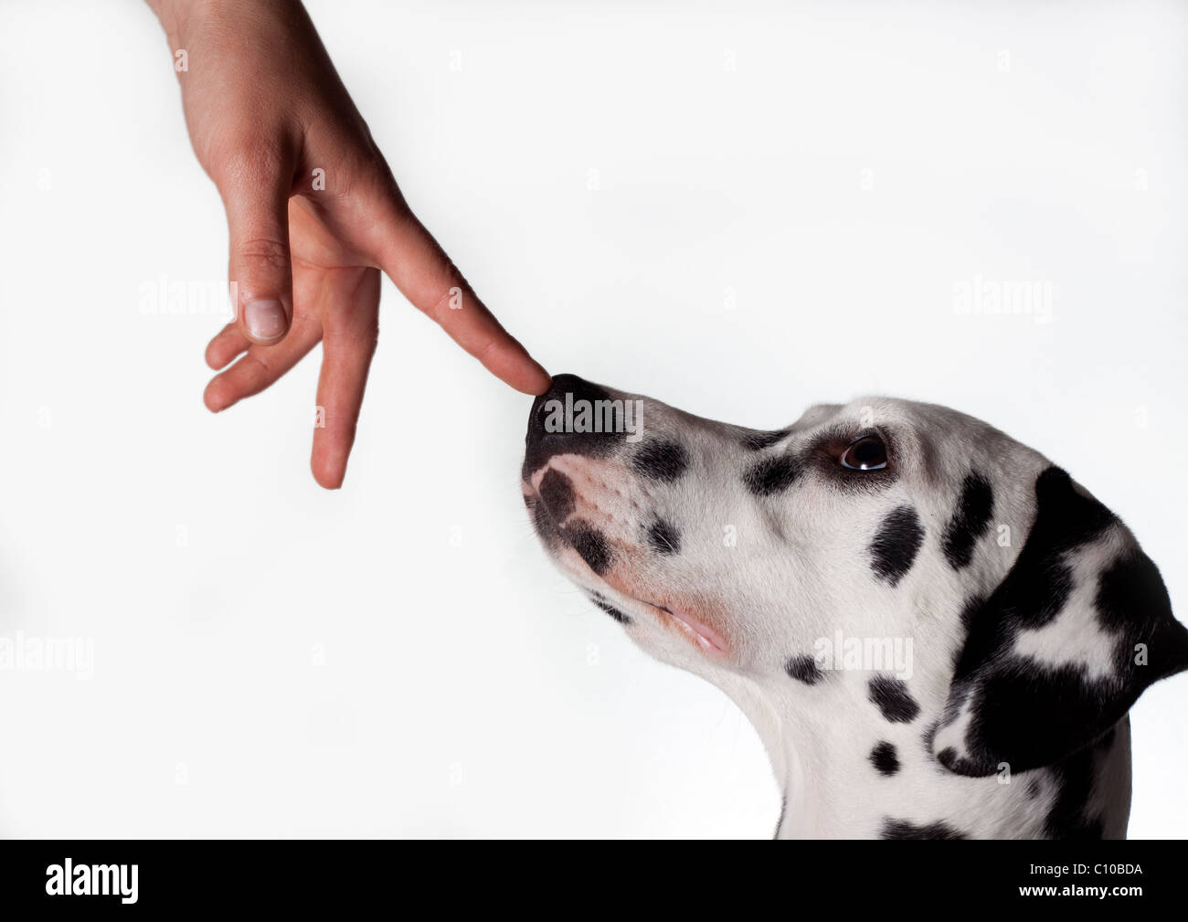 101 dalmatian dog hi-res stock photography and images - Alamy