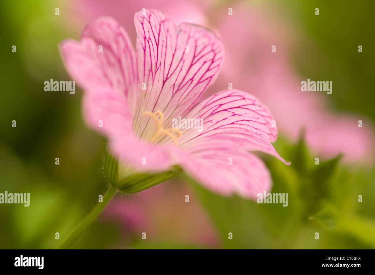 Pink Geranium Flower Stock Photo - Alamy