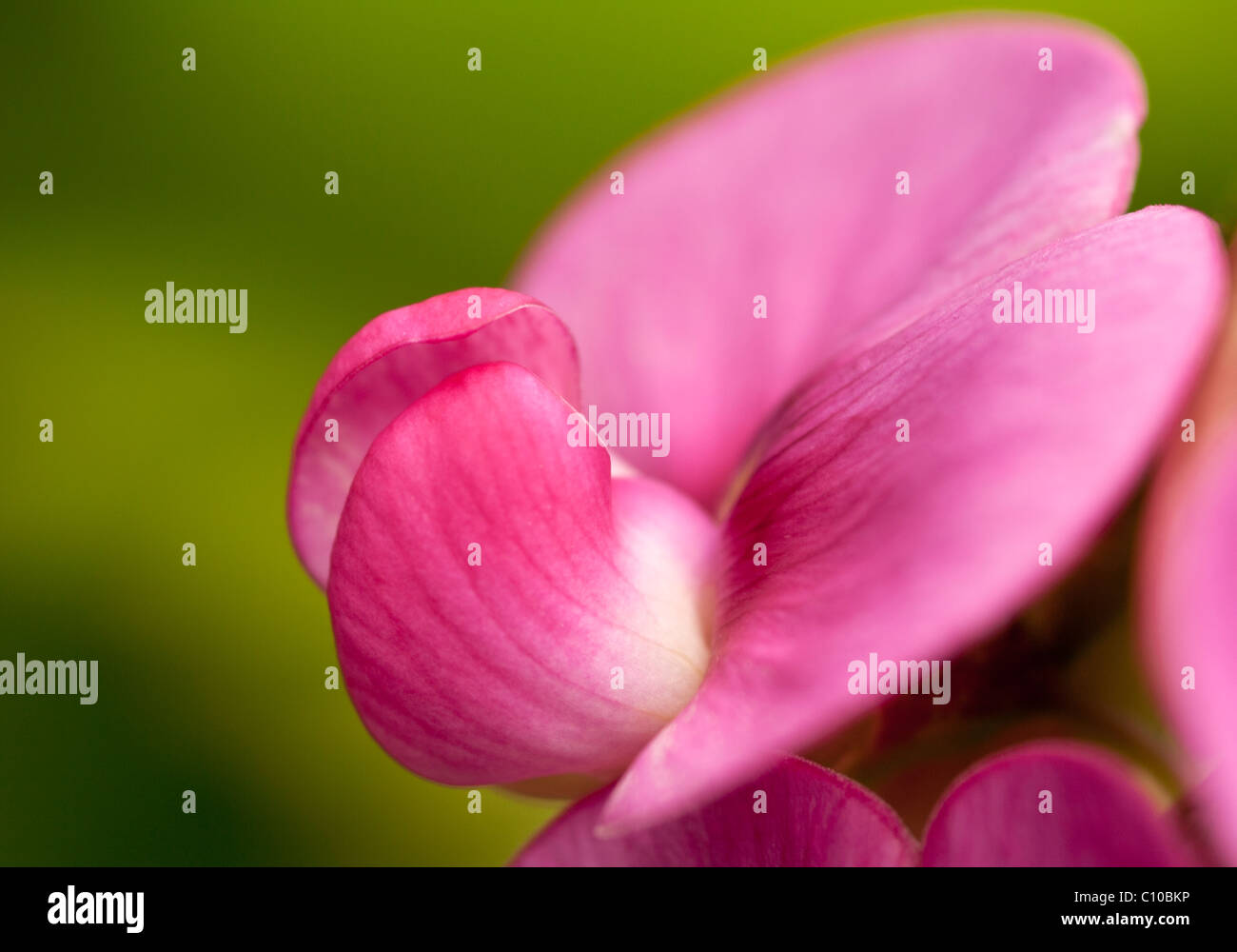 Pink Perennial Sweet Pea Flower Stock Photo - Alamy