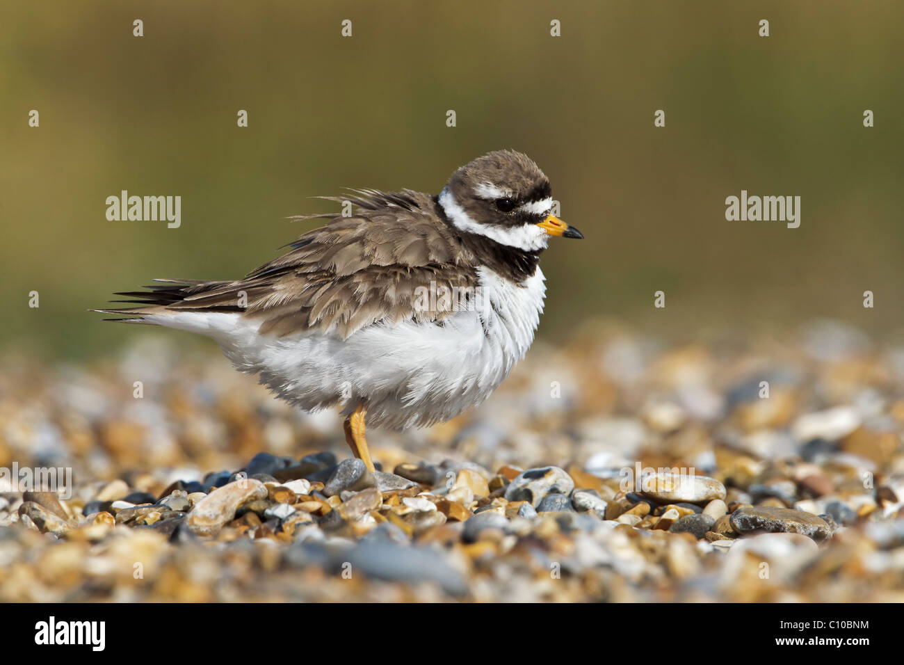 Golden plover winter plumage hi-res stock photography and images - Alamy