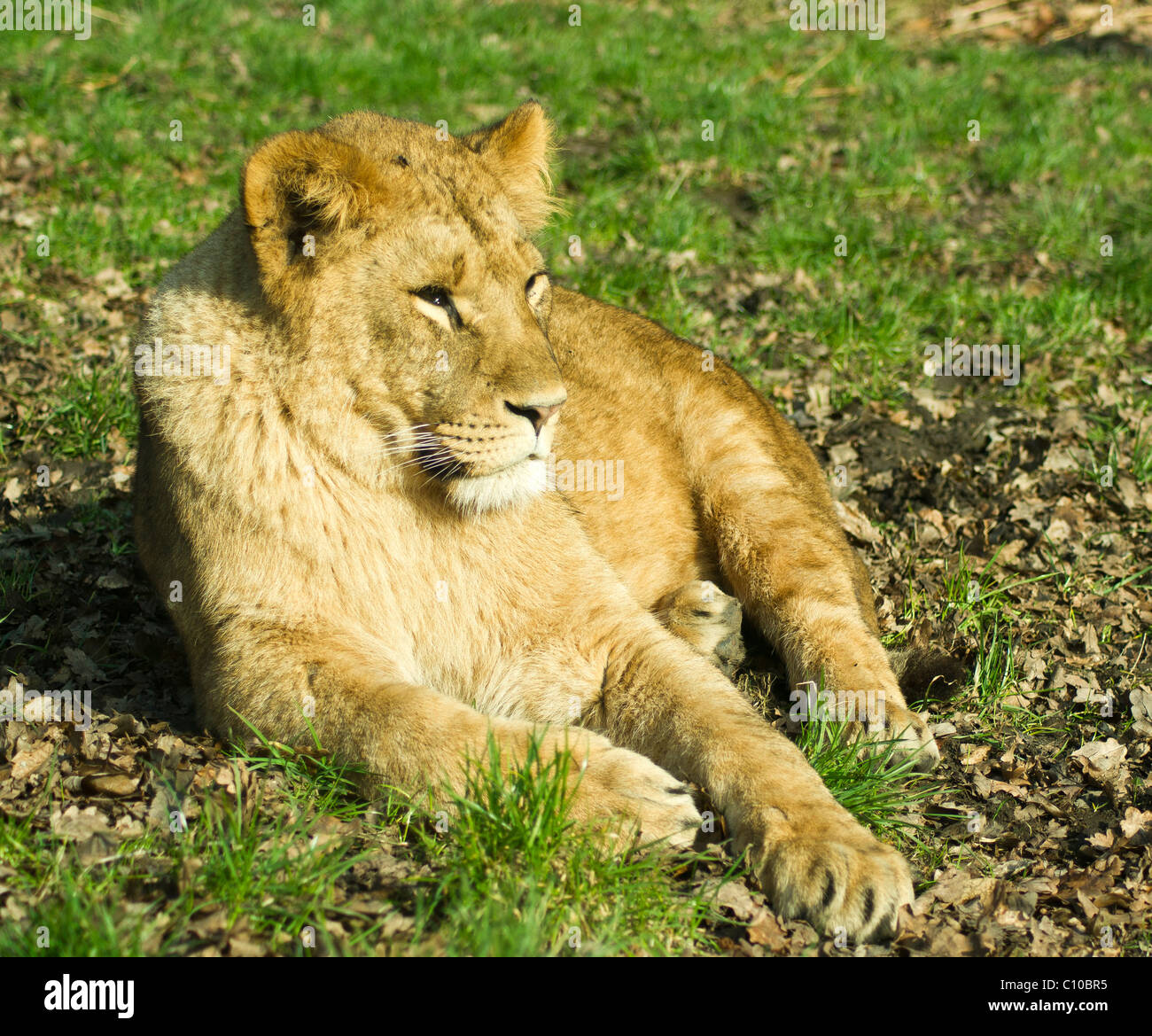adolescent lion warming in the sun at knowsley safari park Stock Photo ...