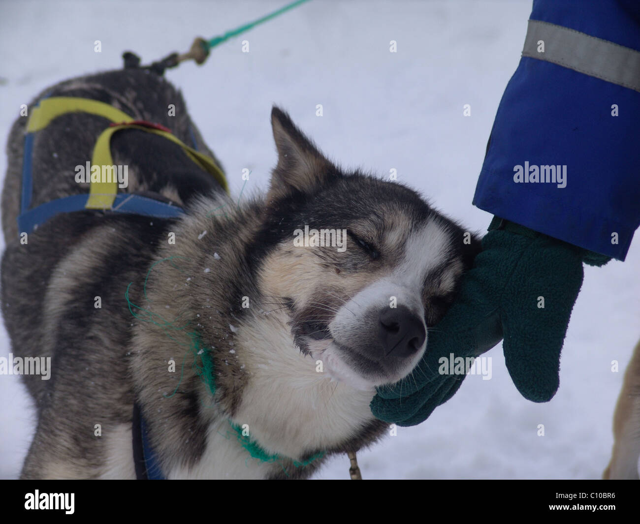 Husky dog having a break Stock Photo - Alamy