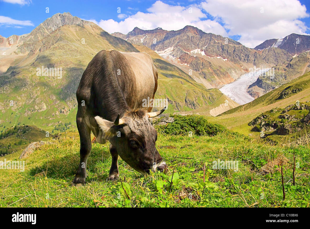 Alm alp animal hi-res stock photography and images - Alamy