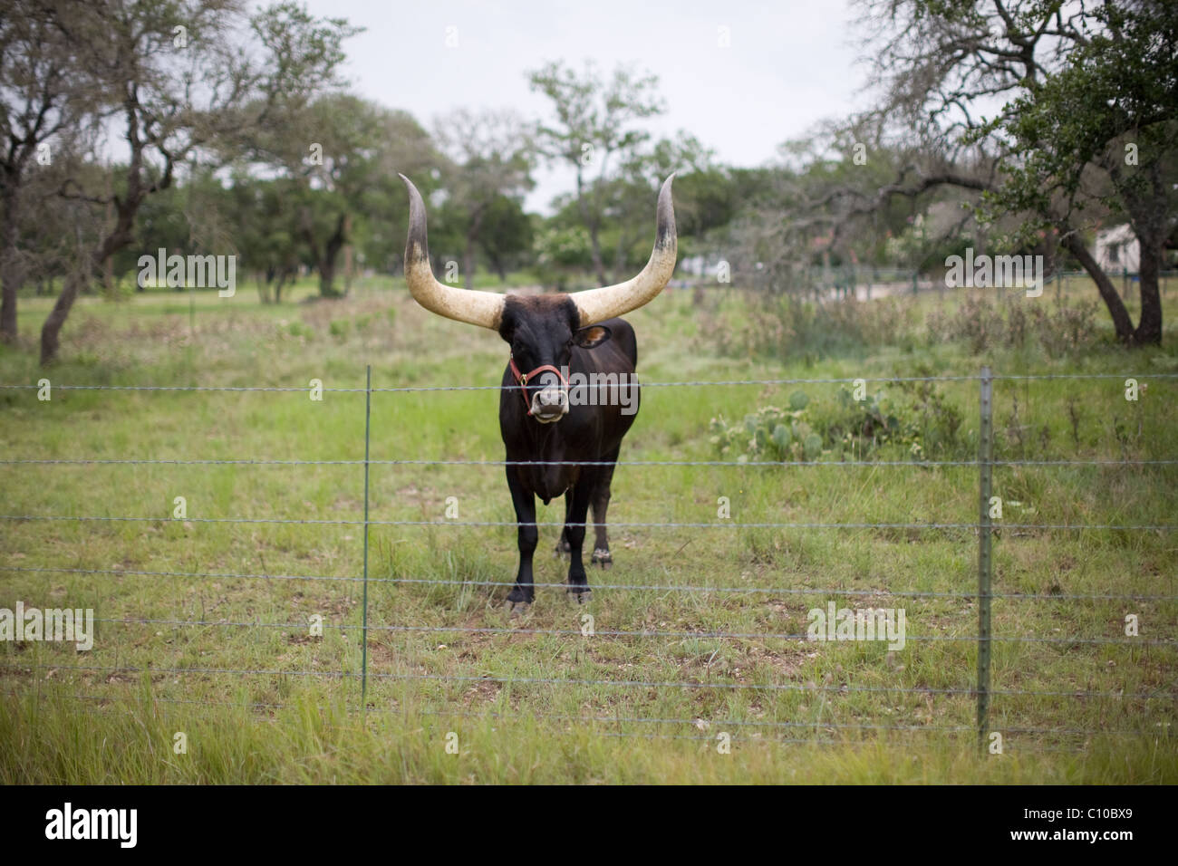 Texas longhorn bull standing alone in a field of green grass Stock ...