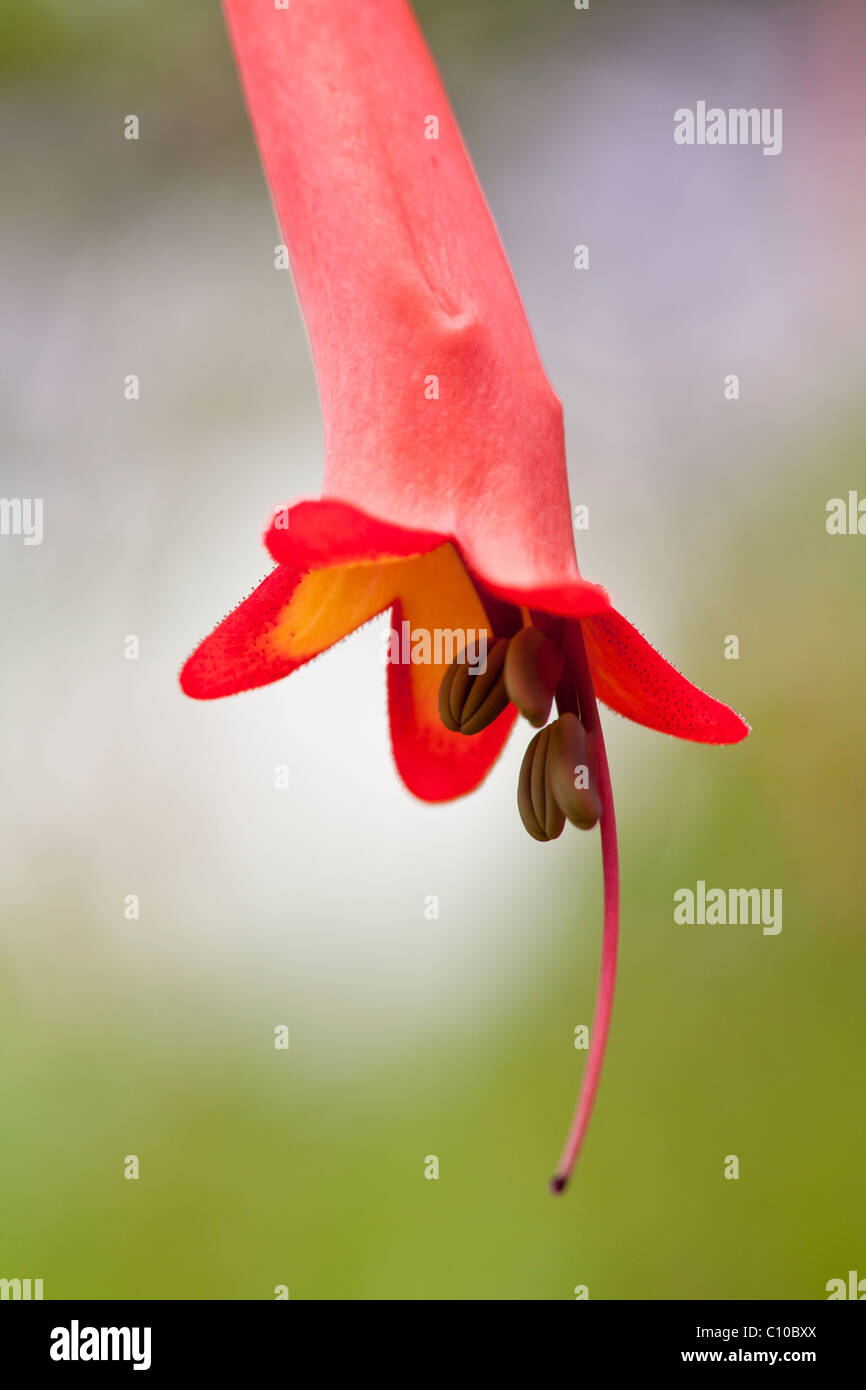Drooping bell flower hi-res stock photography and images - Alamy