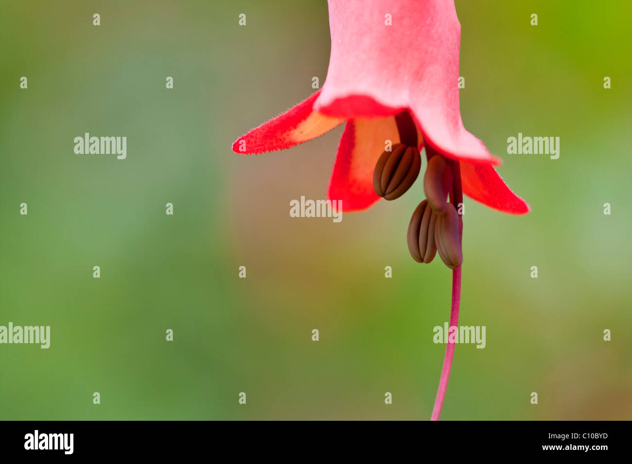 Drooping bell hi-res stock photography and images - Alamy