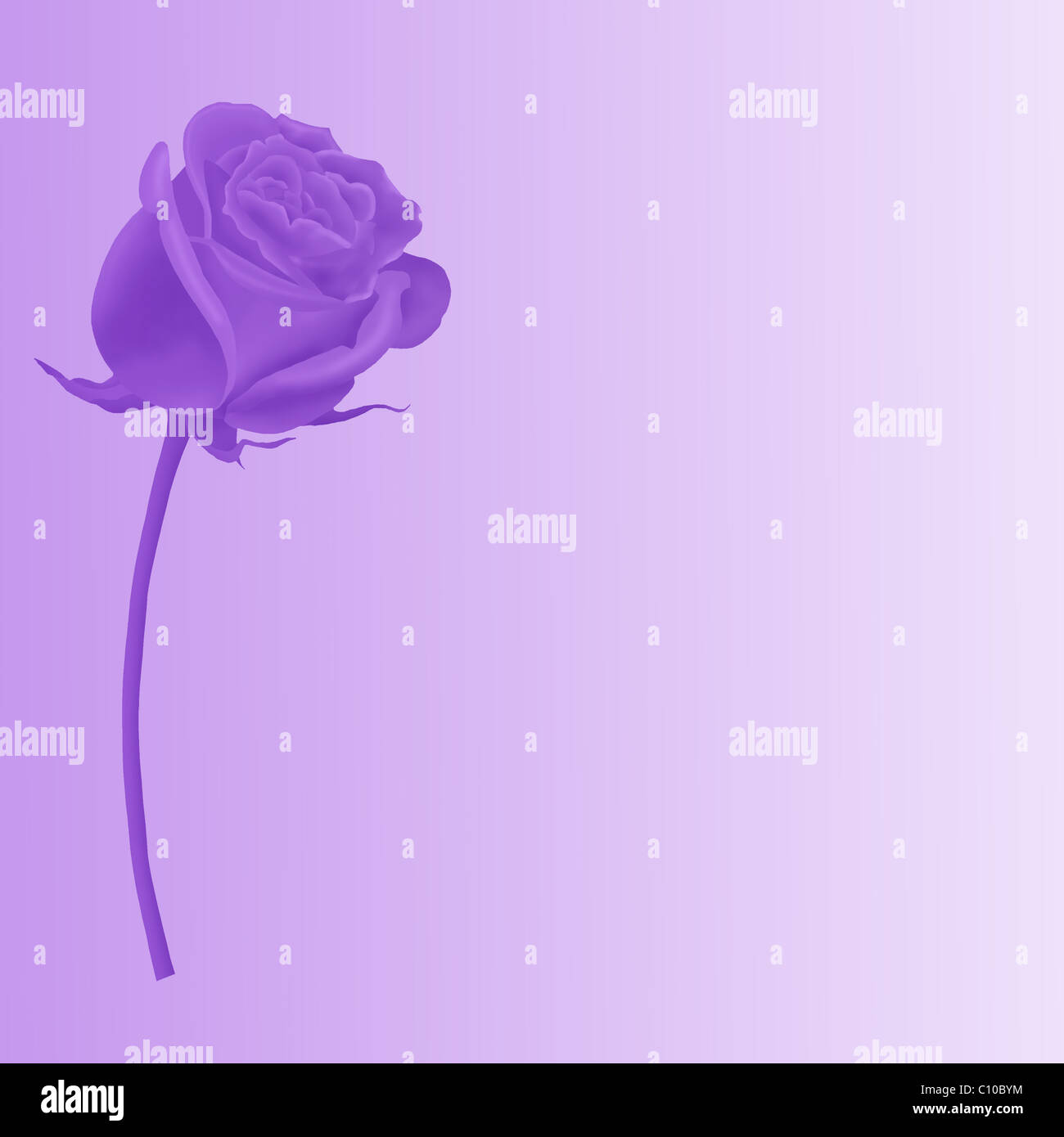 Single Lavender Rose