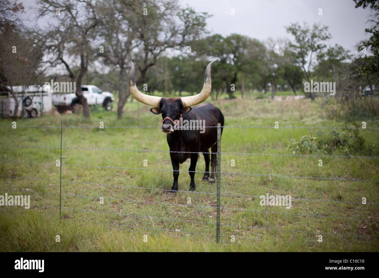 Bull standing in a hi-res stock photography and images - Alamy