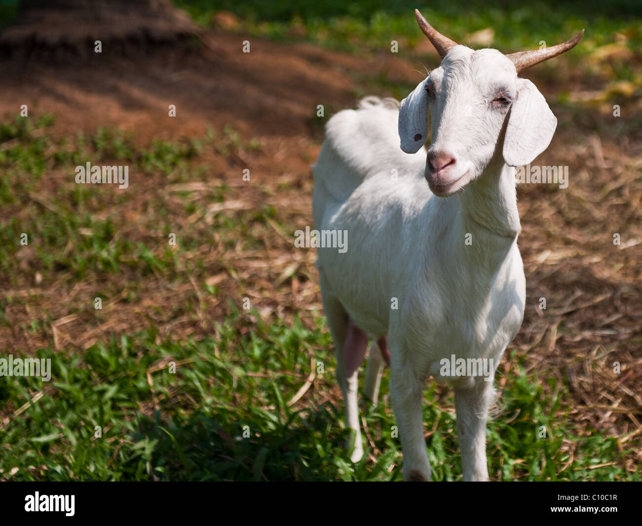 Indian White Goat