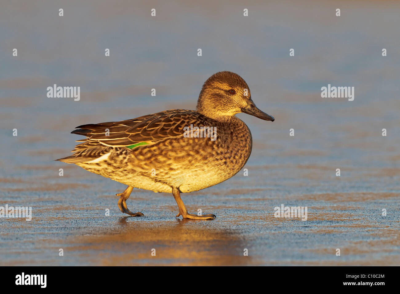 Female Teal Plumage High Resolution Stock Photography and Images - Alamy