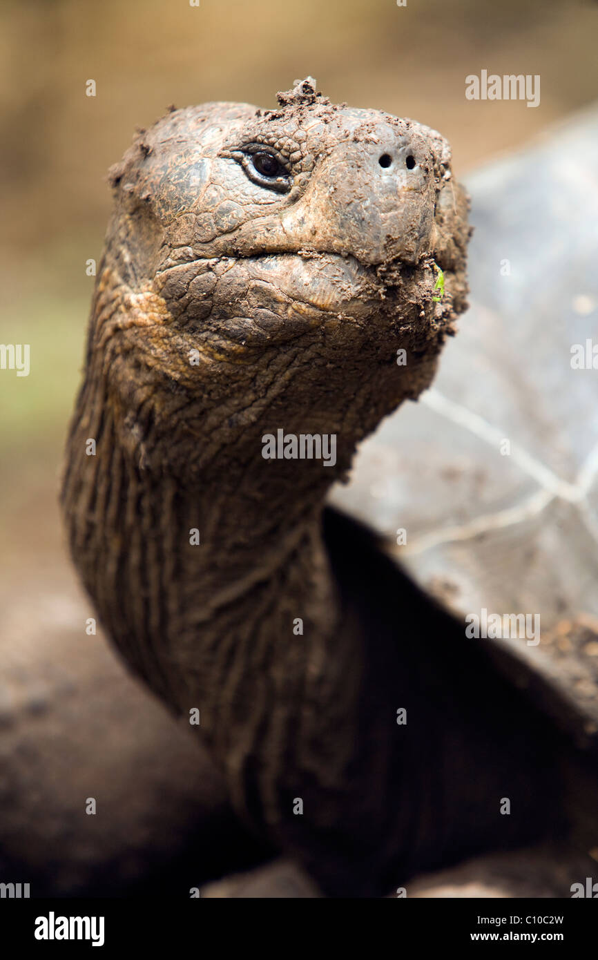Floreana island long neck tortoise hi-res stock photography and images ...