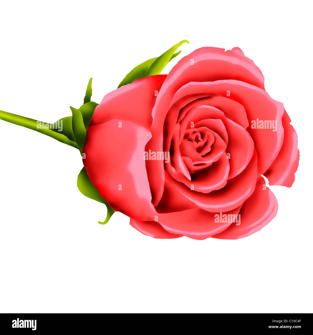 Single pink rose Stock Photo - Alamy