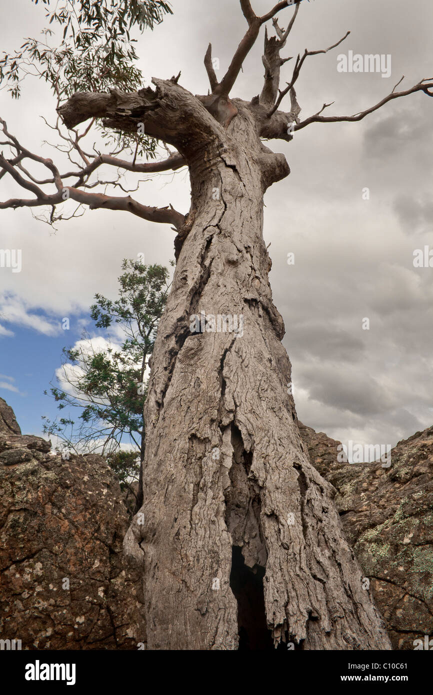 Old tree at Hanging rock Stock Photo - Alamy