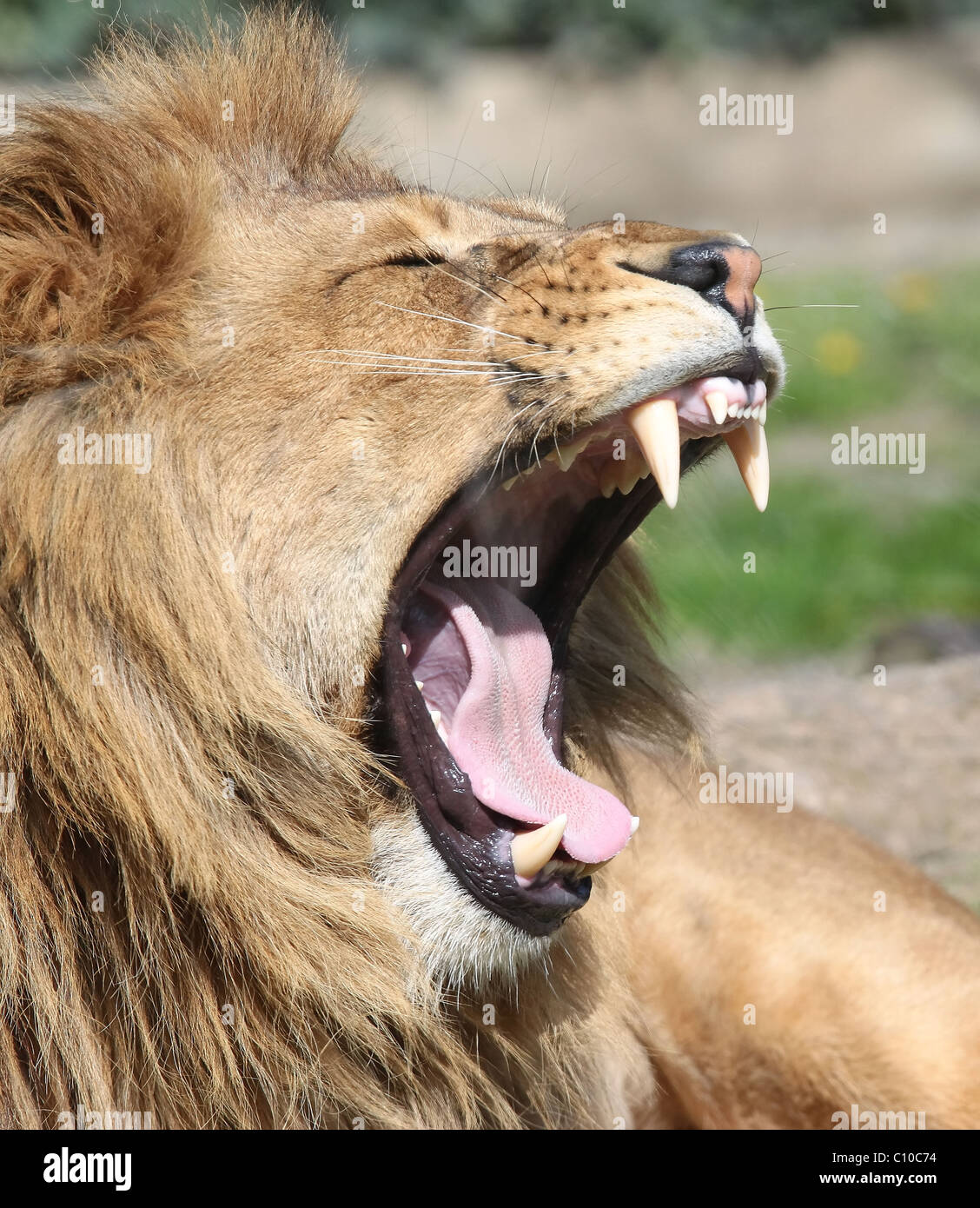 Roaring Lion Portrait Stock Photos & Roaring Lion Portrait Stock Images ...