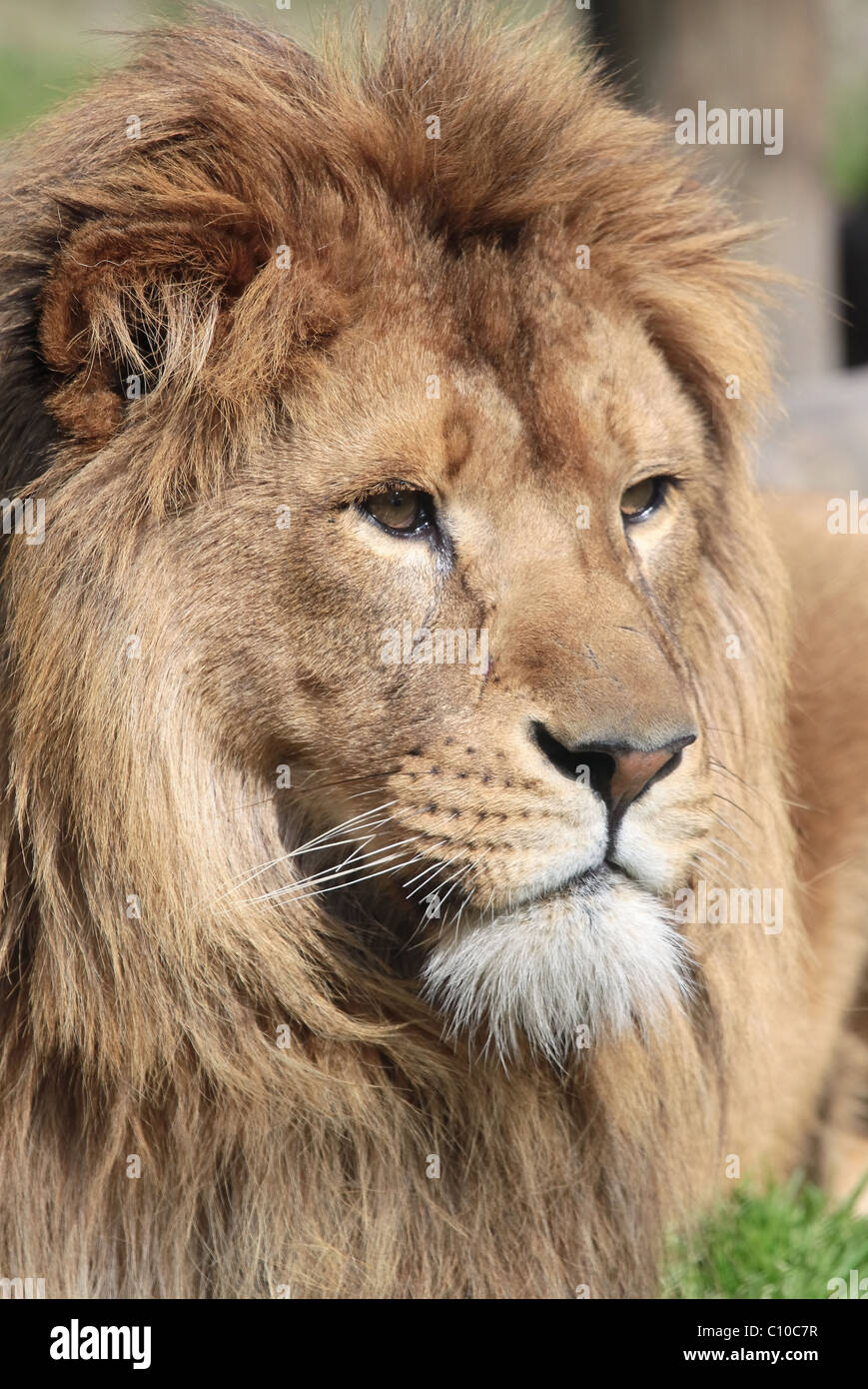Proud Lion High Resolution Stock Photography and Images - Alamy
