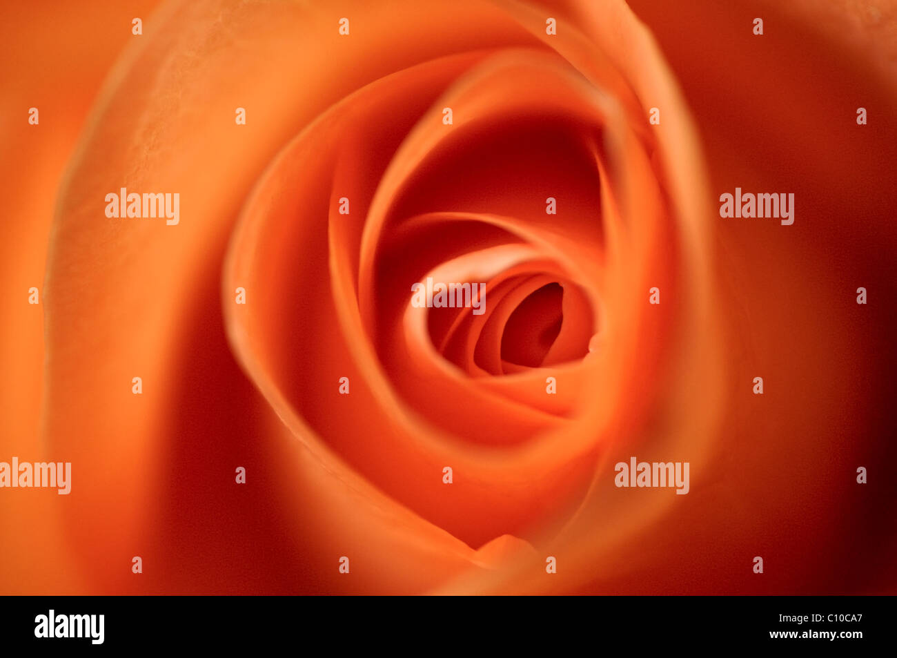 1 single rose hi-res stock photography and images - Alamy