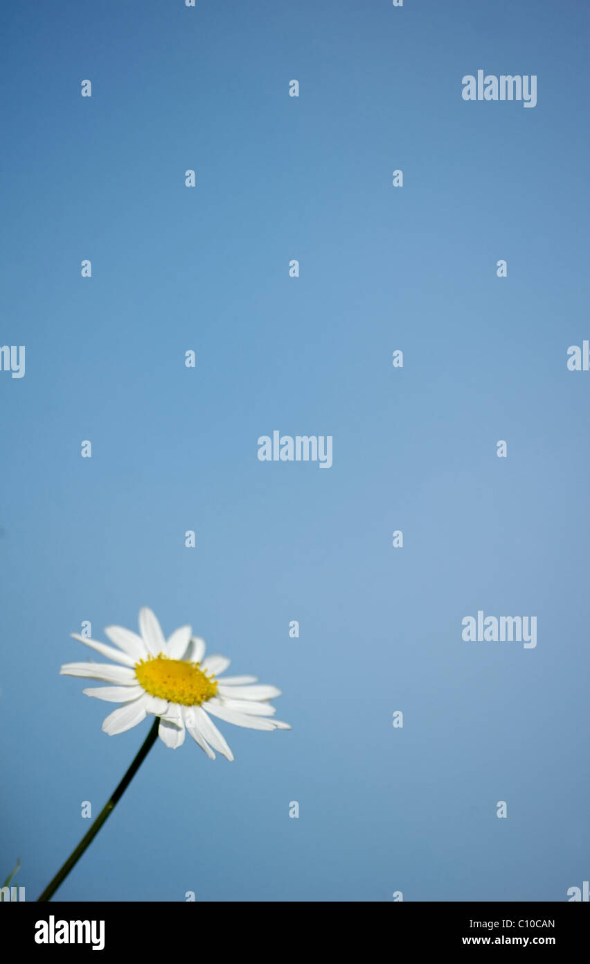 daisy isolated on blue sky Stock Photo - Alamy