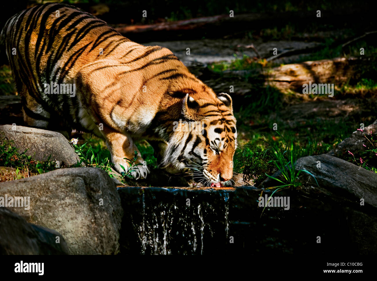 Tiger drinking water hi-res stock photography and images - Alamy
