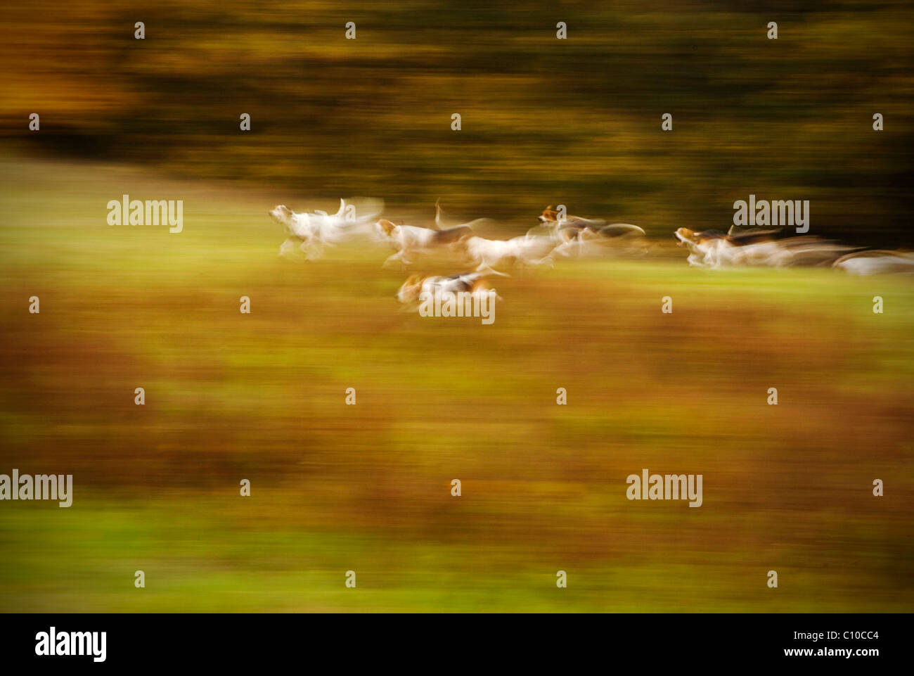 A group of foxhounds on the hunt for a fox in Virginia Stock Photo - Alamy