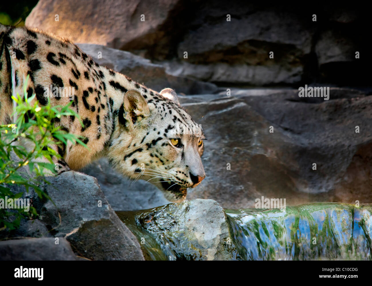 SNOW LEOPARD FROM SIDE DRINKING WATER FROM BROOK IN ROCKS Stock Photo ...