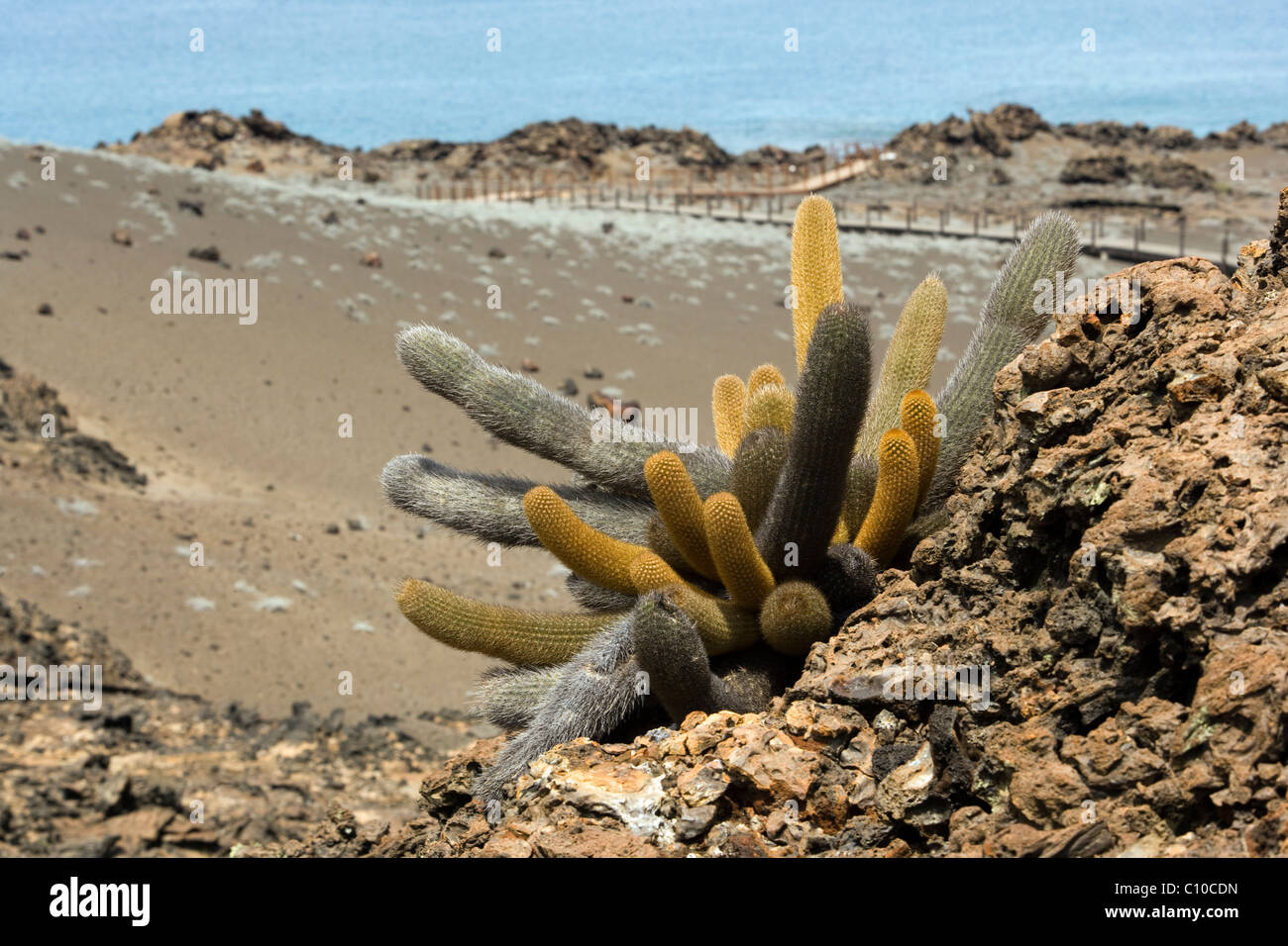 Lava Cactus - Bartolome Island - Galapagos Islands, Ecuador Stock Photo ...