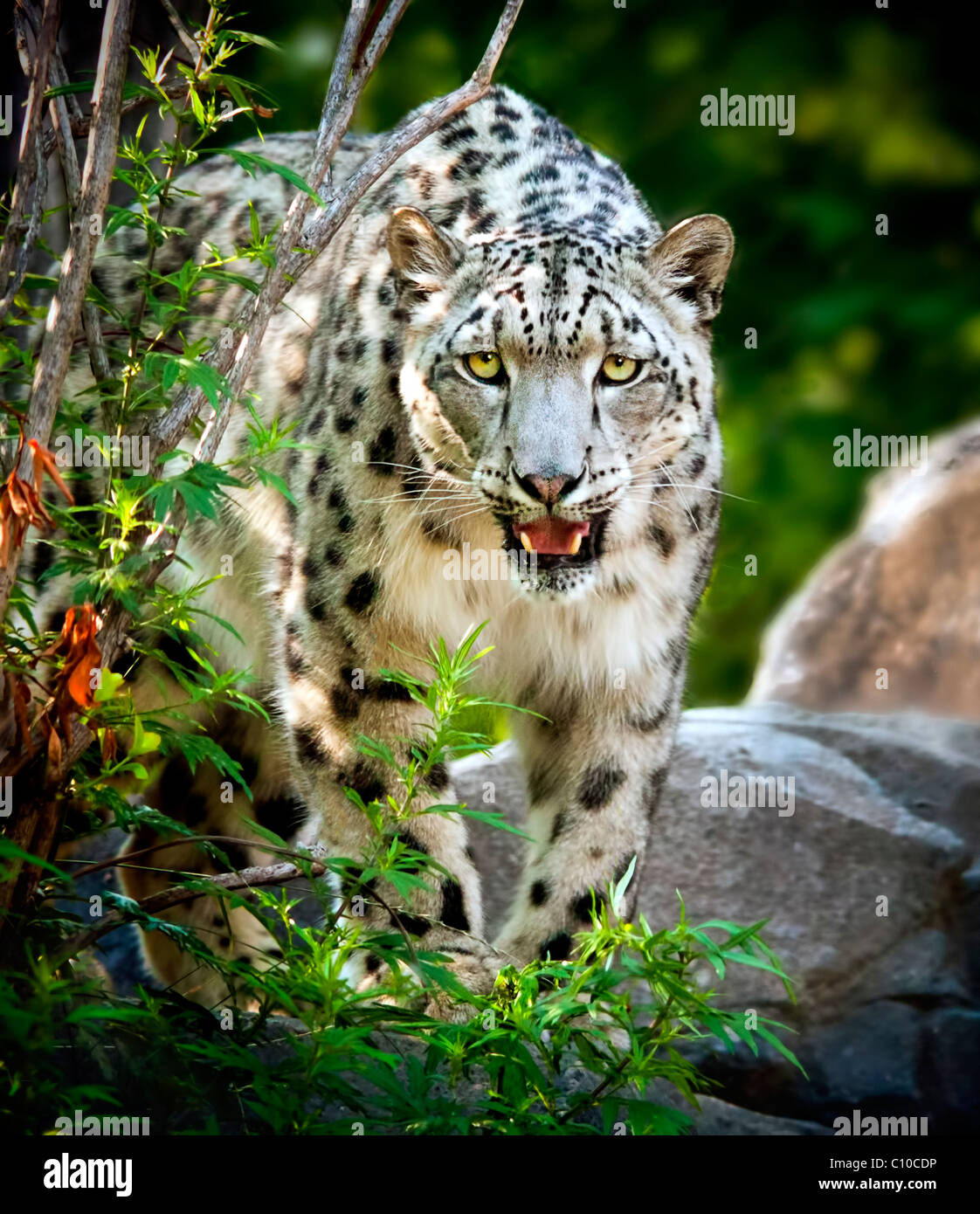 SNOW LEOPARD STALKING INTO CAMERA AMONG ROCKS AND FOREST Stock Photo ...