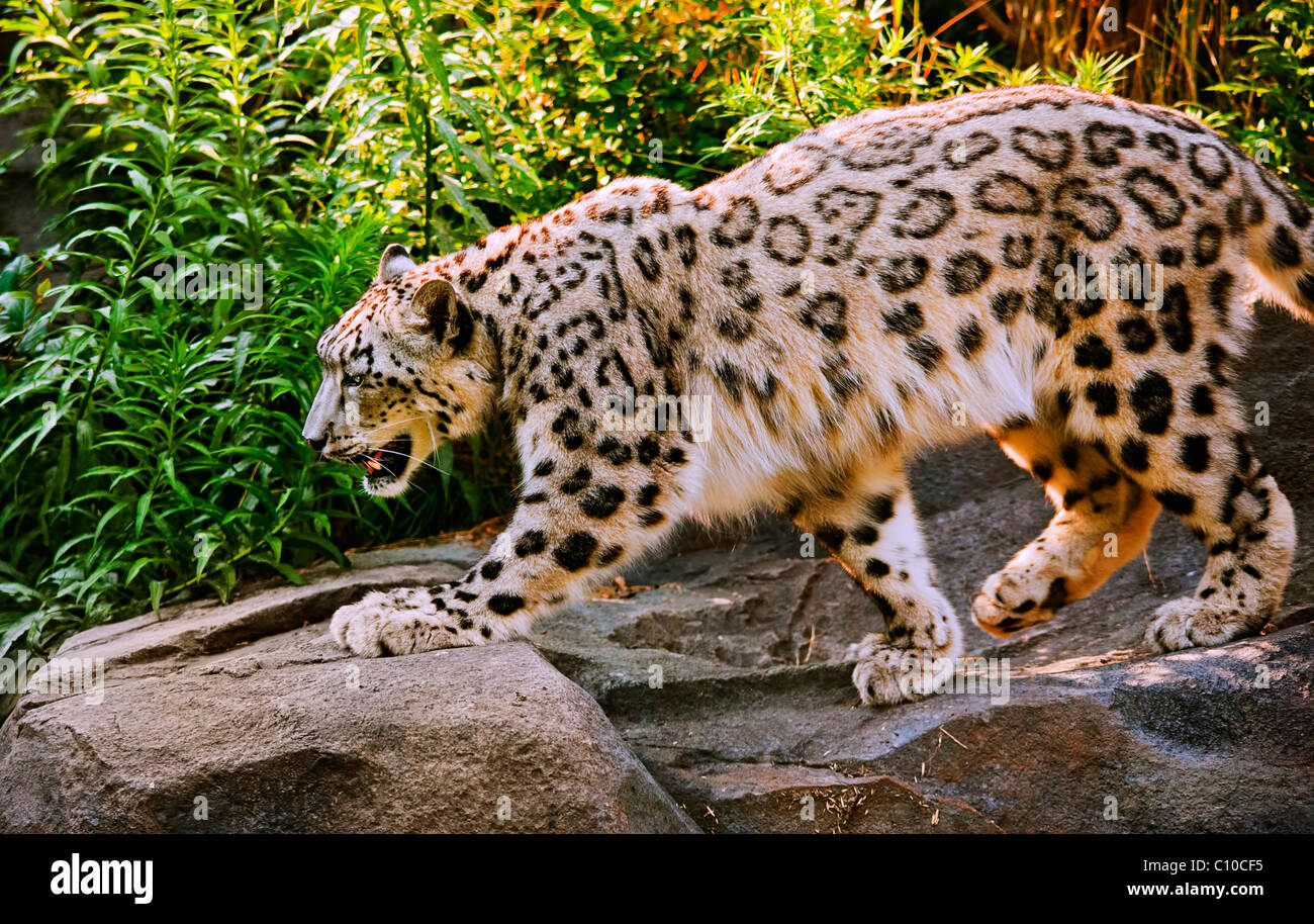 Leopard on rocks hi-res stock photography and images - Alamy