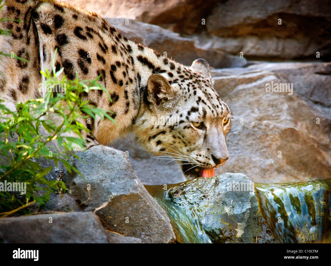 Drink drinks drinking spot hi-res stock photography and images - Alamy