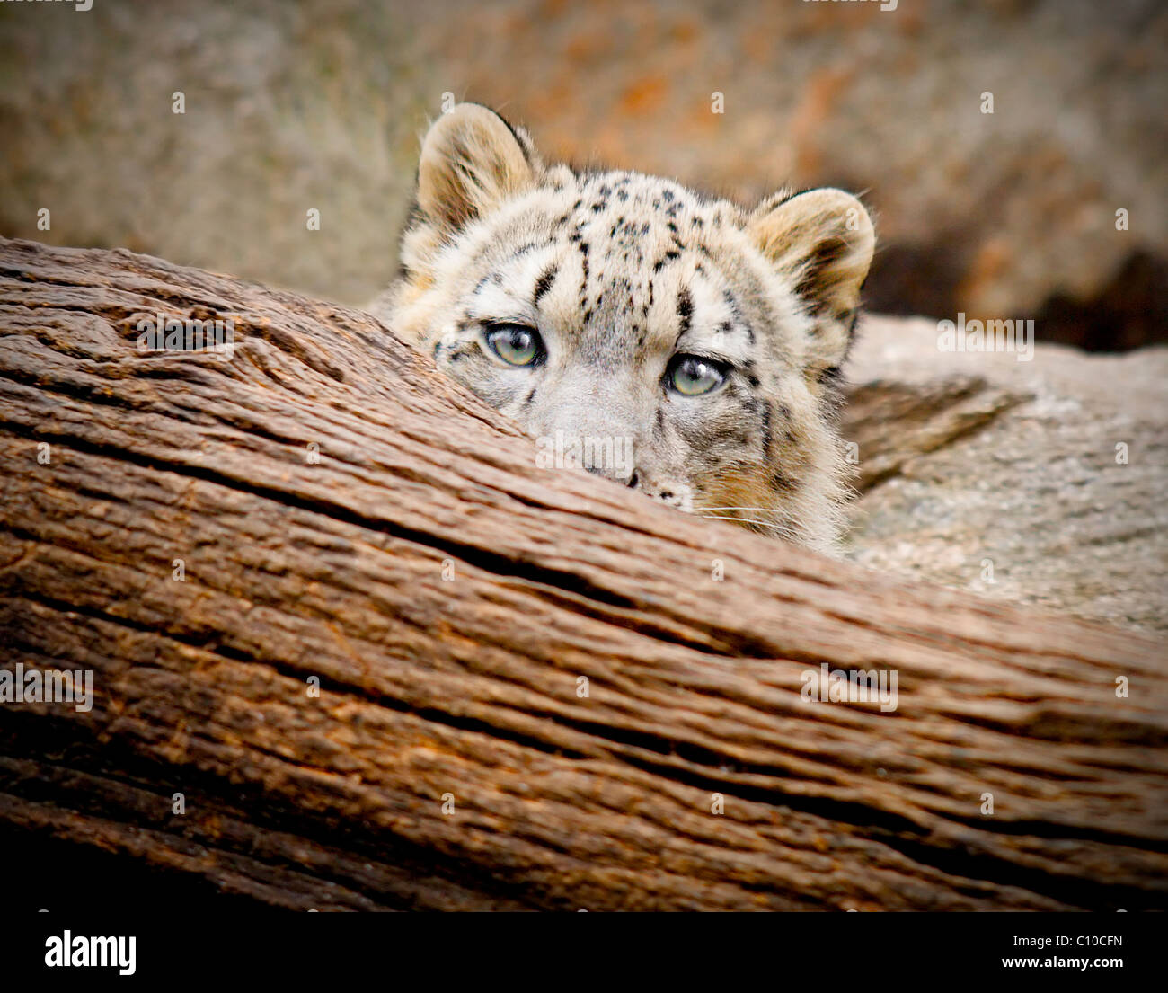 Leopard hiding behind hi-res stock photography and images - Alamy