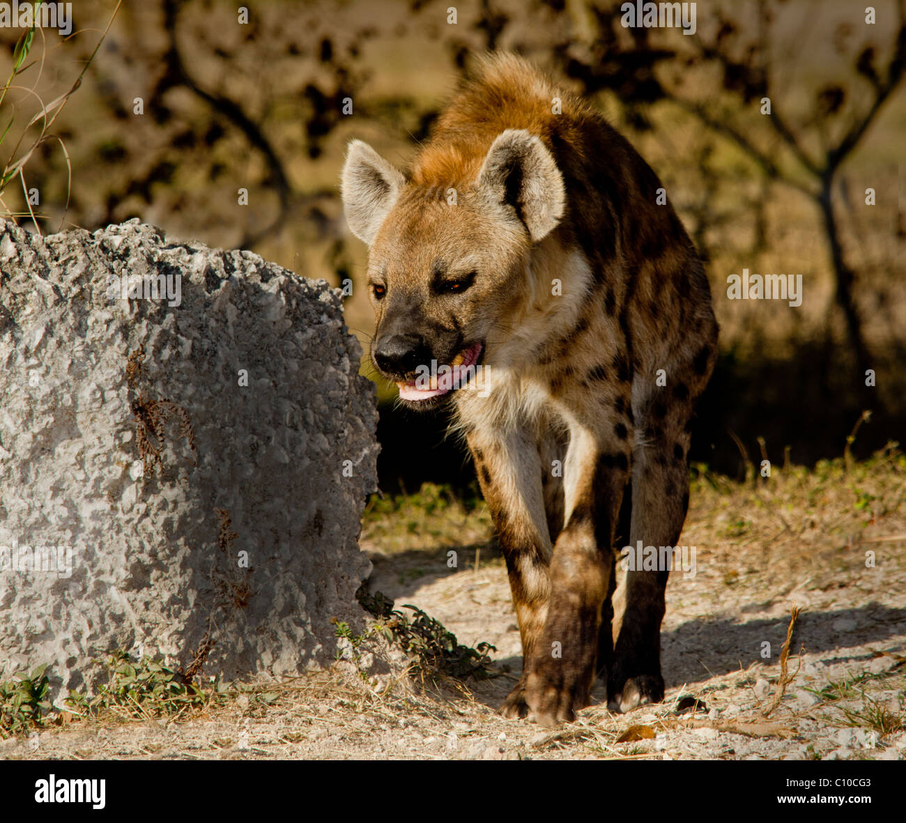 Hyena hunting hi-res stock photography and images - Alamy