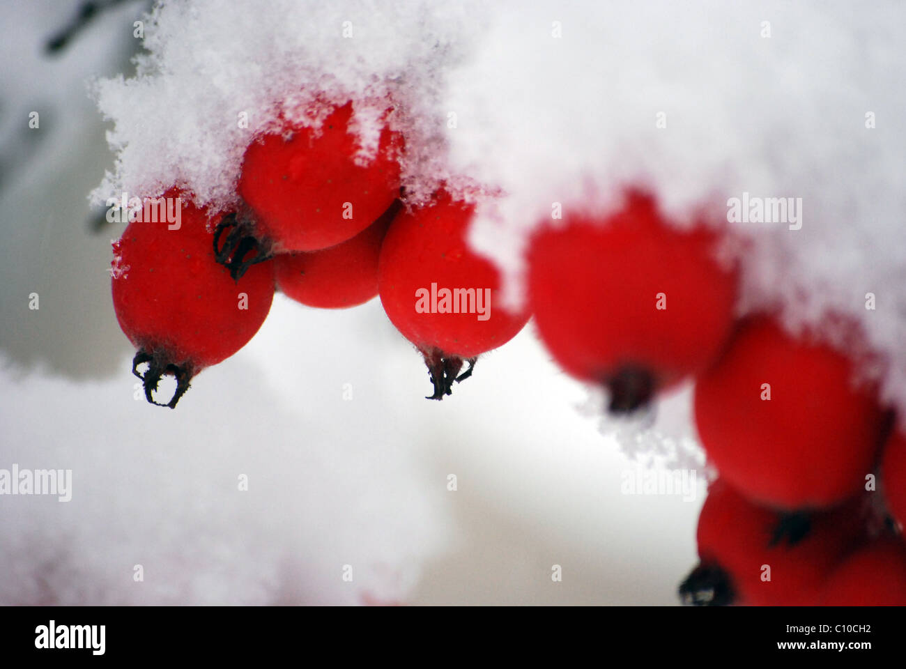 Snowy shrub with red berries hi-res stock photography and images - Alamy