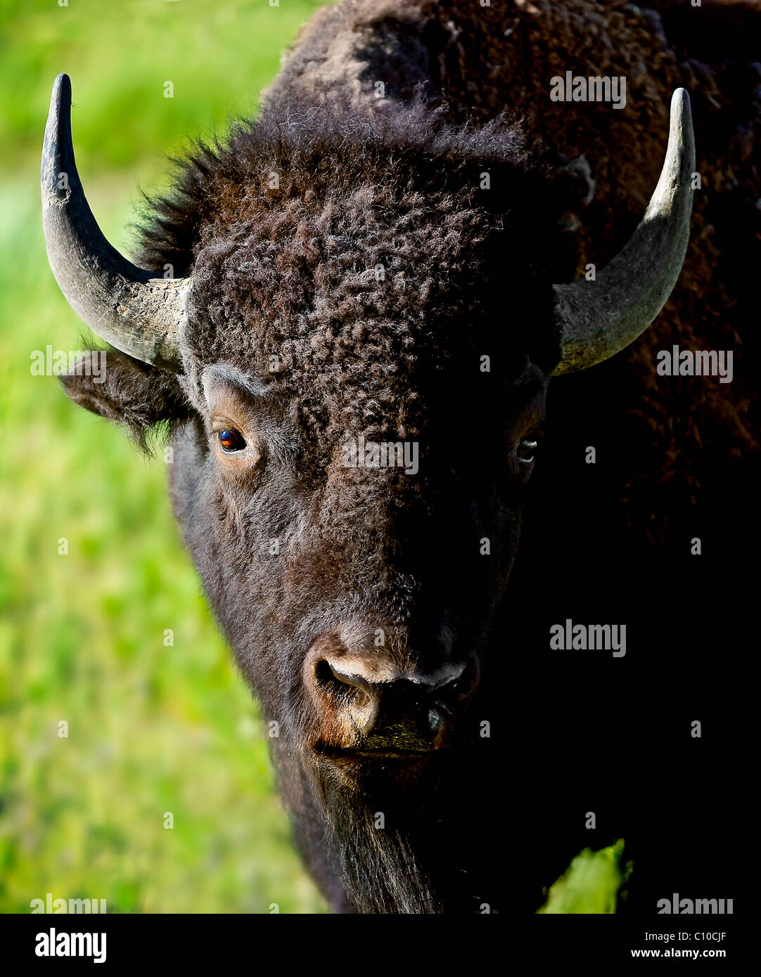 BISON HEAD CLOSE UP Stock Photo - Alamy BISON HEAD CLOSE UP Stock Photo - Alamy