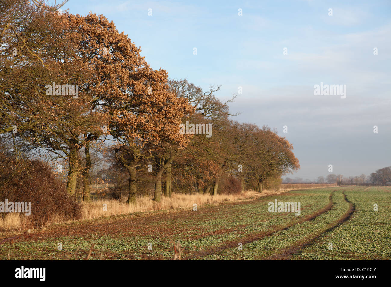Stand of beech trees hi-res stock photography and images - Alamy
