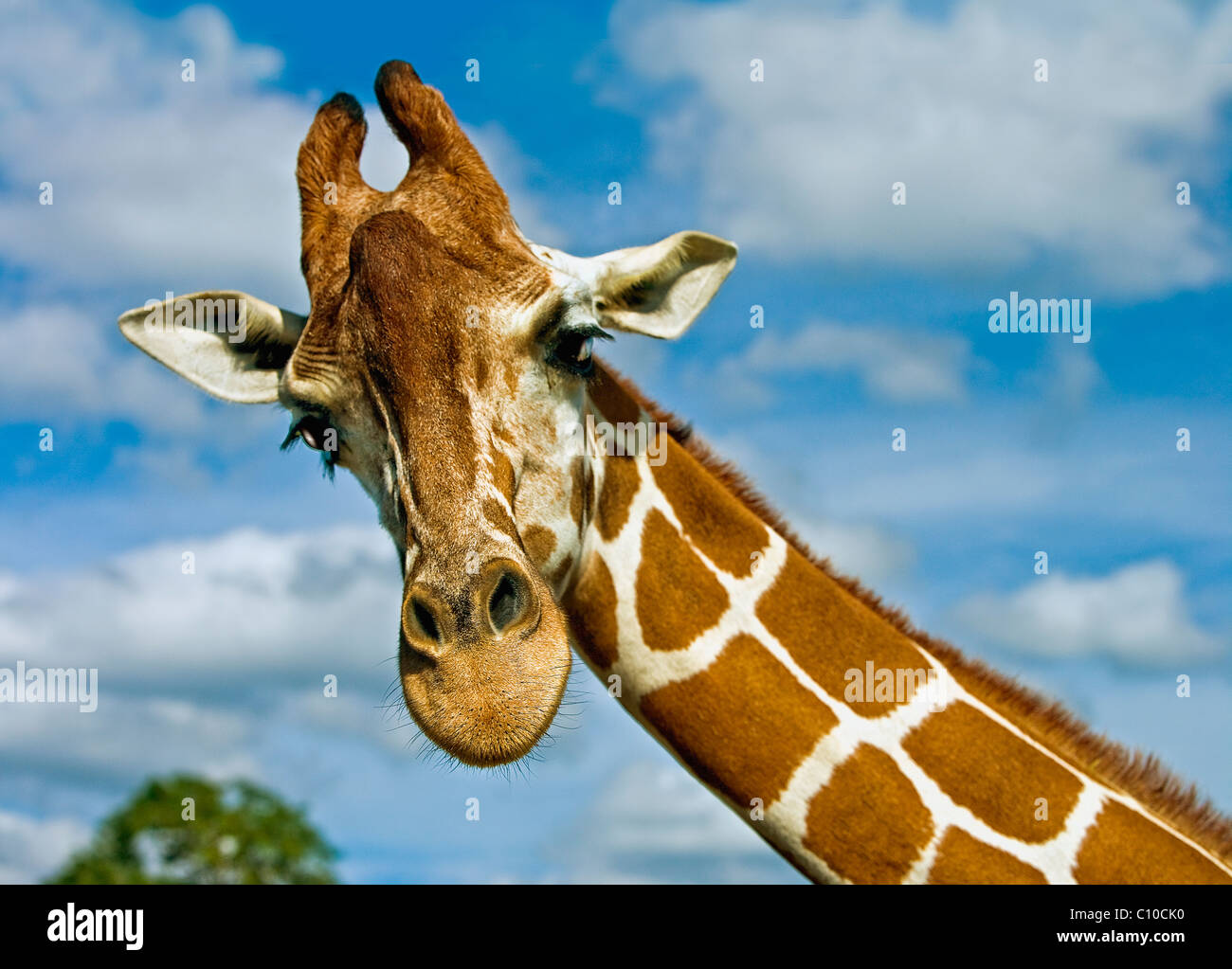 Giraffe head neck in hi-res stock photography and images - Alamy