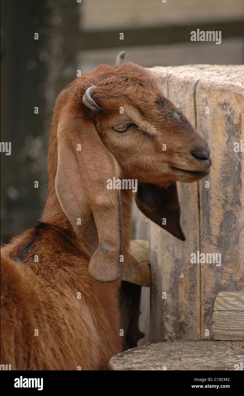 brown sheep portrait Stock Photo - Alamy