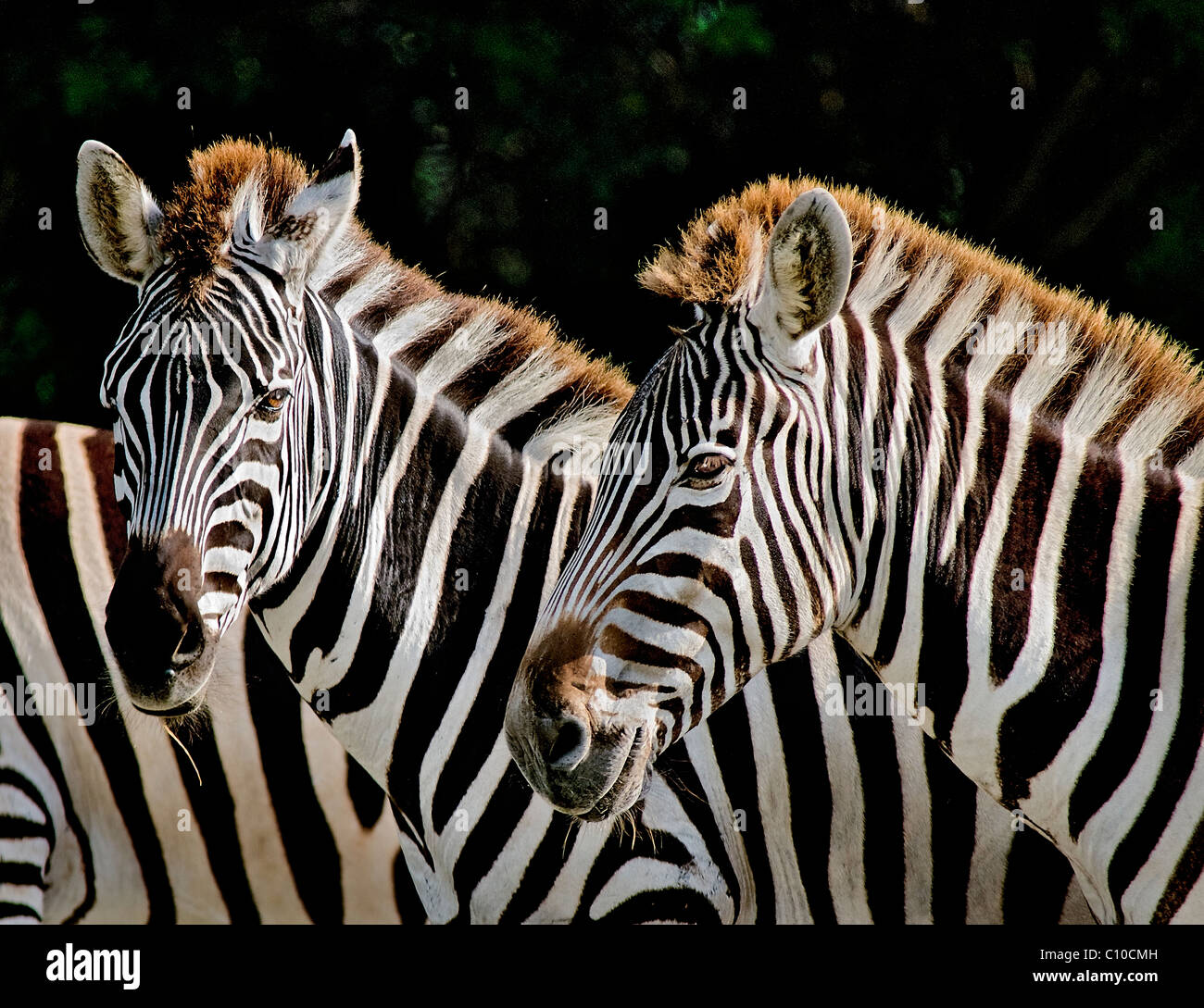 TWO ZEBRAS CLOSEUP ONE LOOKING AT CAMERA Stock Photo - Alamy