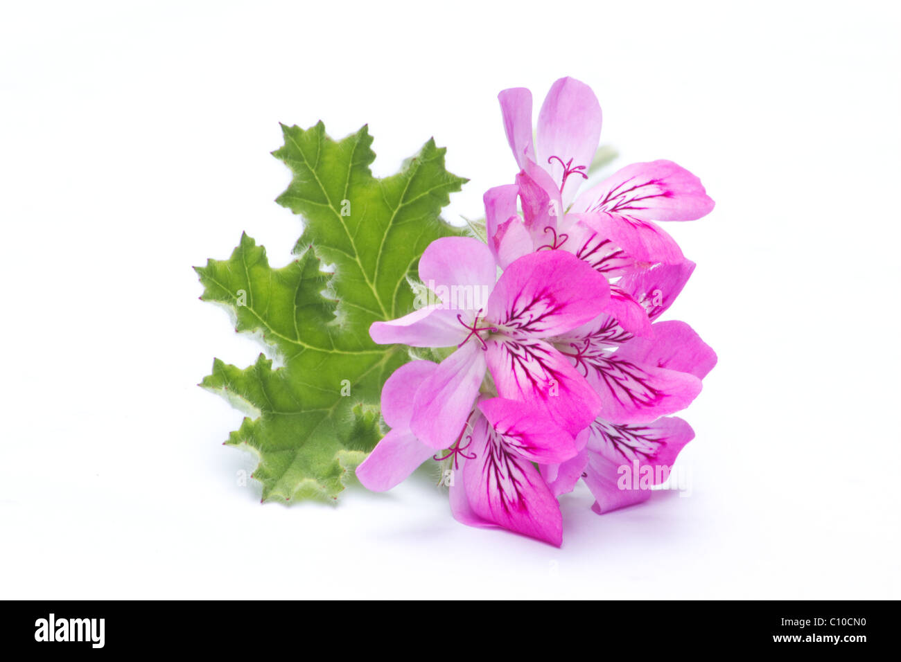 Pelargonium hi-res stock photography and images - Alamy